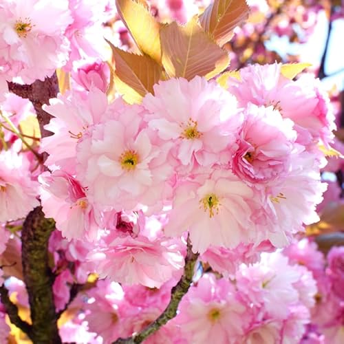 Kwanzan Cherry Blossom Tree, Double Pink Cherry Blossom, 8 to 12 Inch ...