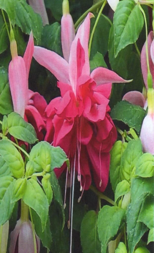 5 GIANT FLOWERED TRAILING FUCHSIA PLUG PLANTS (BELLA ROSELLA): Amazon ...