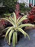 Aechmea fasciata - How to grow & care