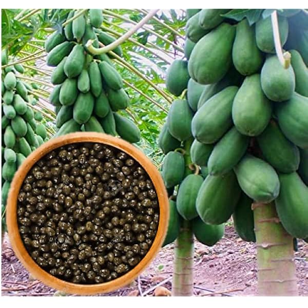 Exotica NZ Plants Calina IPB9 True Dwarf Papaya Exotica NZ, 54% OFF