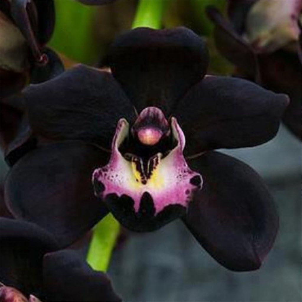 display08 100Pcs Rare Black Cymbidium Faberi Orchid Flower Seeds Garden ...