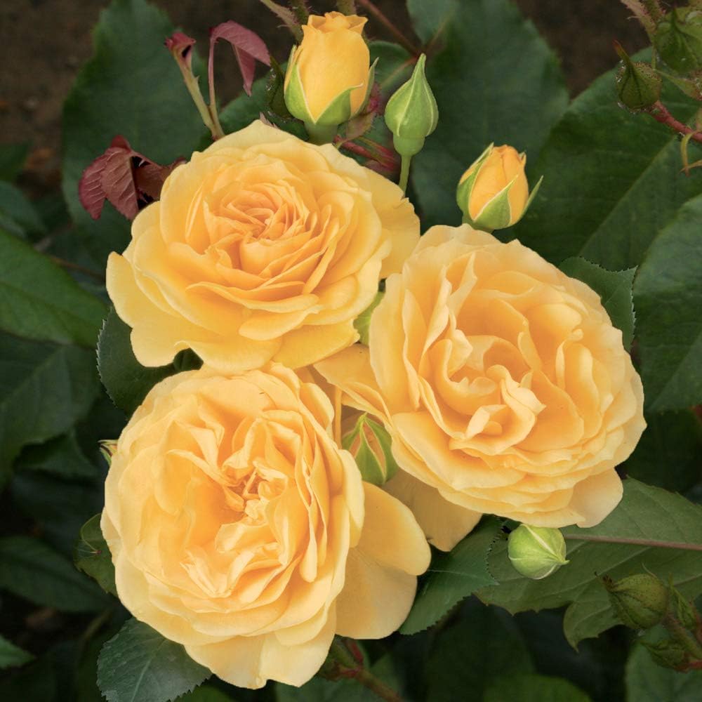 Rose 'Absolutely Fabulous' 3L: Amazon.co.uk: Garden & Outdoors