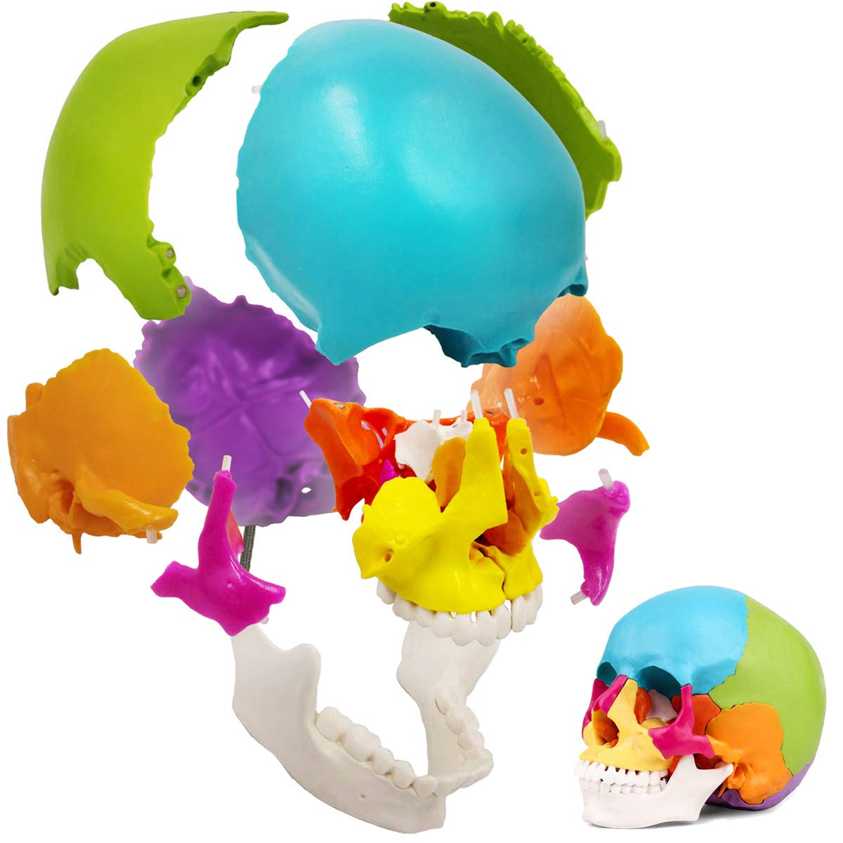 Buy LYOU Medical Skull Model 22 Part Painted Human Skull Model buy-lyou-medical-skull-model-22-part-painted-human-skull-model