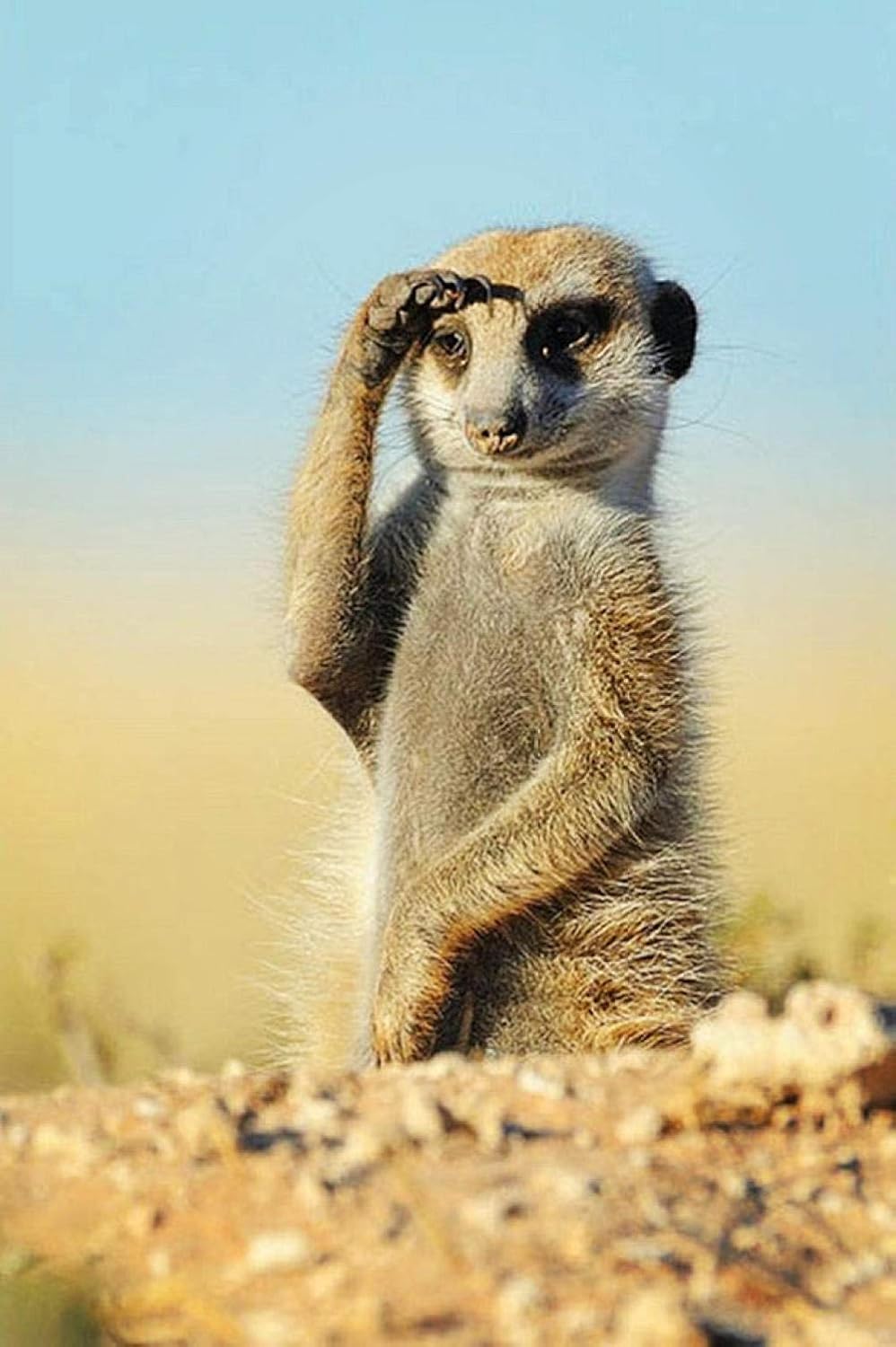 dbzlp DIY Handmade 5D Diamond Painting Kit Erdmännchen Full-Drill ...