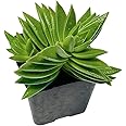 Amazon.com : FOLIAGEMS Live Succulent Cactus Plants from USKC (2"Pot) (Crassula Corymbulosa ...