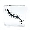 Centipede（chilopod）（scolopendra）Science Specimen in Acrylic Block ...
