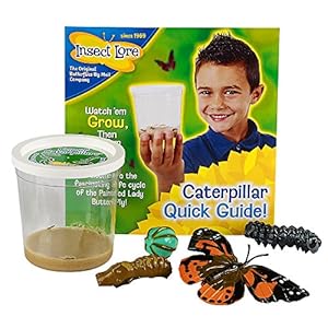 5-LIVE-Caterpillars-Cup-of-Caterpillars-Butterfly-Kit-Refill-PLUS ...