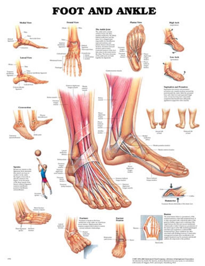 Buy Human Foot And Ankle Anatomy Chart Online At Low Prices In India