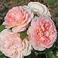 Amazon.com : Heirloom Roses Parfuma® Bliss Rose Bush - Pink Floribunda Rose Plant for Outdoor ...