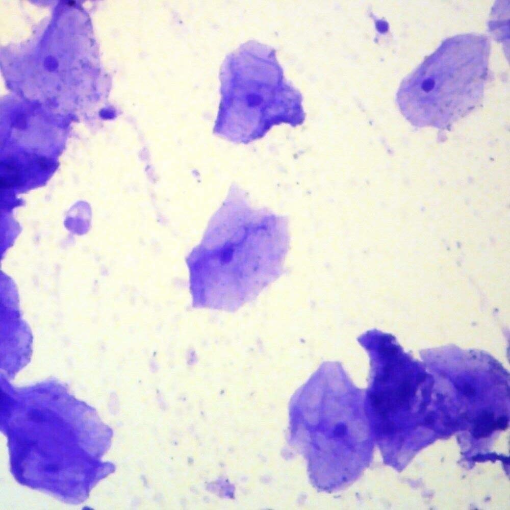 Science Education w.m Oral Smear HE Stain Prepared Microscope Slide for ...