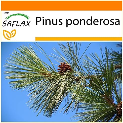 Garden in The Bag - Ponderosa Pine - 20 Seeds - Pinus Ponderosa price ...
