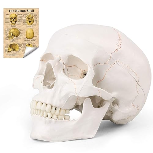 LYOU Human Skull Model, Life Size Human Skull Head, Model Human Anatomy ...