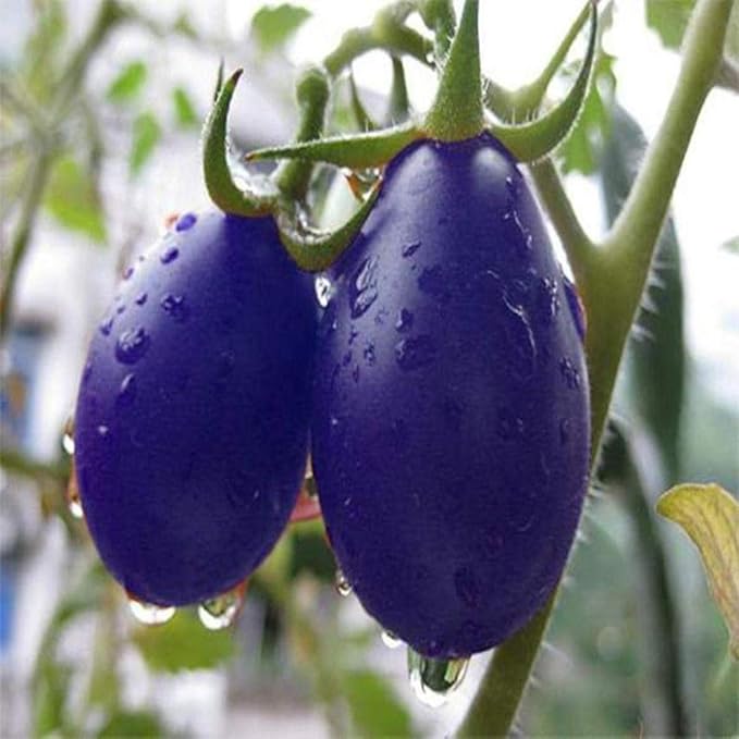 Seeds House- SummerRio 100Pcs Rare Tomato Seeds, Organic Delicious ...