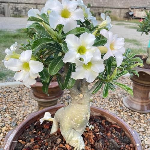2 Adenium Desert Rose Plants Live, White Desert Rose Bush Plants ...