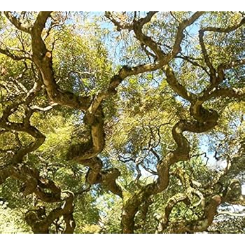 Amazon.com : Corkscrew Weeping Willow Tree : Garden & Outdoor