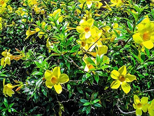 Buy Creative Farmer Kolaambi Poo (Allamanda Cathartica) Climber Live ...