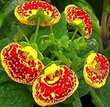 Calceolaria Herbeohybrida - How to grow plants