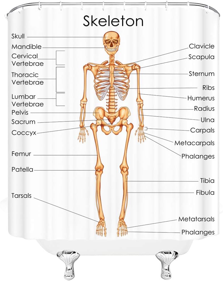 Amazon AMHNF Skeleton Shower Curtain Creative Skull Human Body 