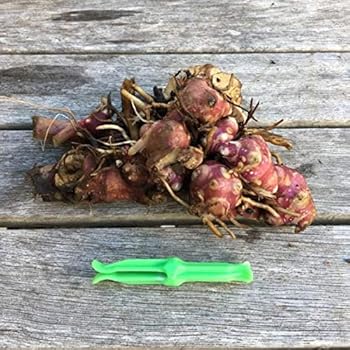 Amazon.com : Crosnes Plants - Stachys affinis, the Chinese artichoke ...