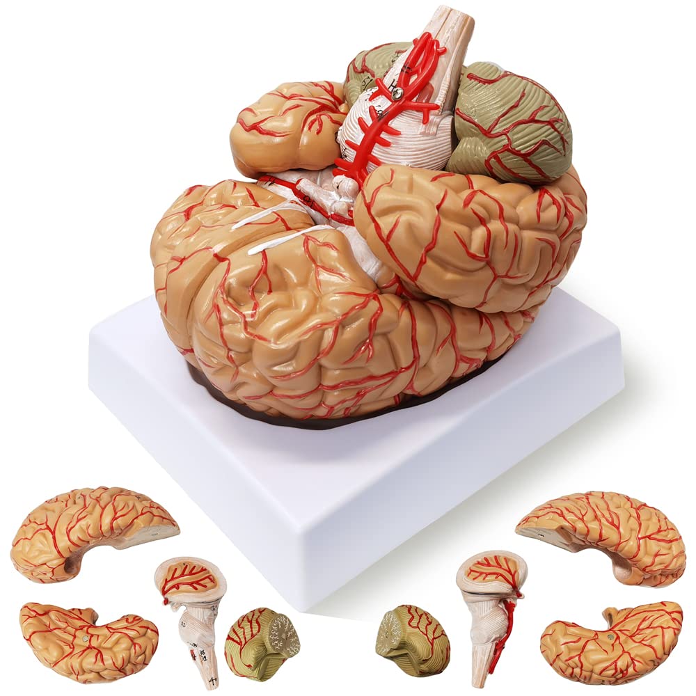 Mua HADWYN Human Brain Model Anatomy 9-Part Model of Brain Life Size ...