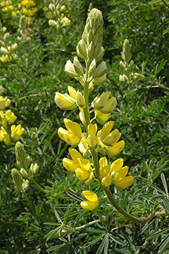 Lupinus Arboreus, Tree Lupin, 1g approx 14 seeds: Amazon.co.uk: Garden ...