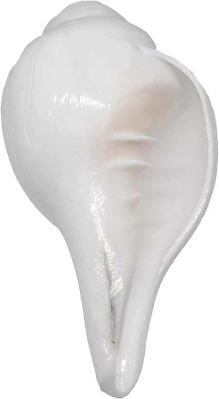 Buy valampuri Sangu Original from Rameshwarm holyisland (10 to 12 cm ...