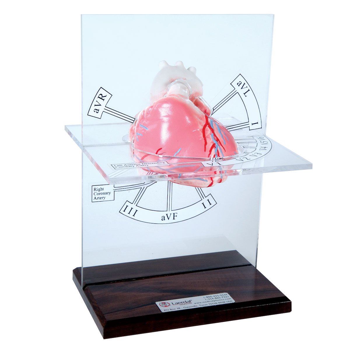 Been looking for this ECG heart model everywhere for a good while now ...