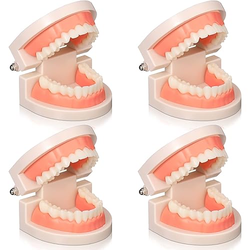 Nuanchu 4 Pcs Dental Teeth Model Standard Teeth Models Plastic Mouth ...
