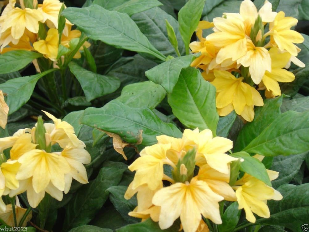 Amazon.com : Crossandra Seeds -Yellow Splash - Firecracker Flower- Very ...