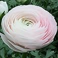 Amazon.com : Easy to Grow Italian Ranunculus 'Cloni Success Fragolino ...