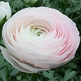 Amazon.com : Easy to Grow Italian Ranunculus 'Cloni Success Fragolino ...
