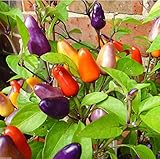 Aurora Pepper: Lighting Up A Garden - PepperScale