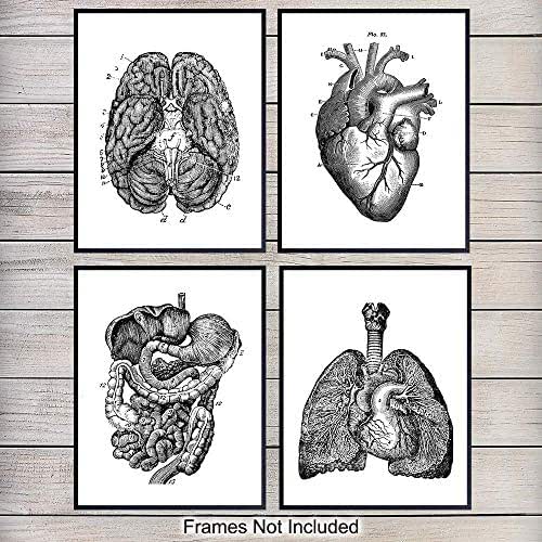 Amazon.com: Vintage Internal Organs Wall Art Print Poster Set - Unique ...