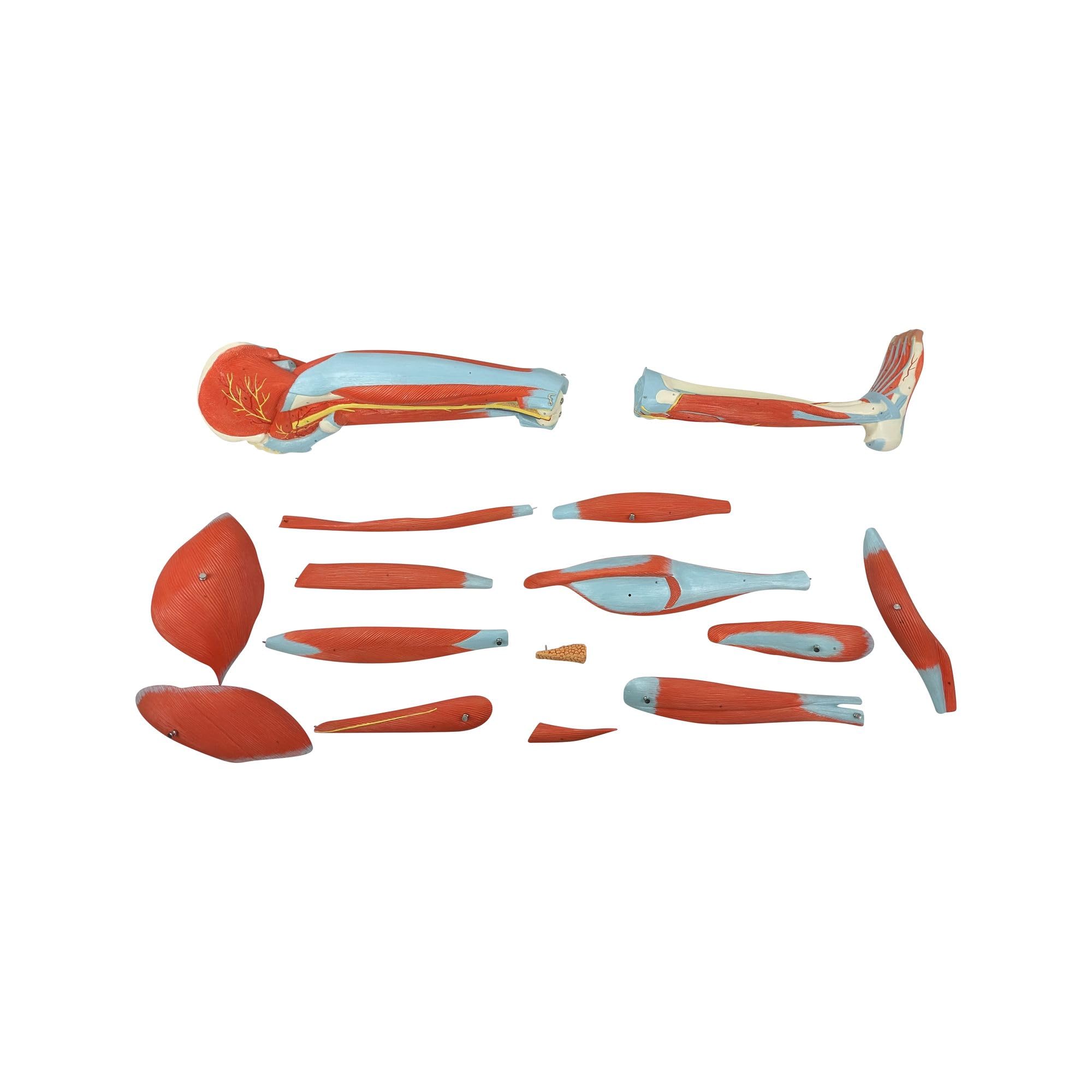 Mua Axis Scientific Muscle Model - Detailed Human Leg Muscle Anatomy ...