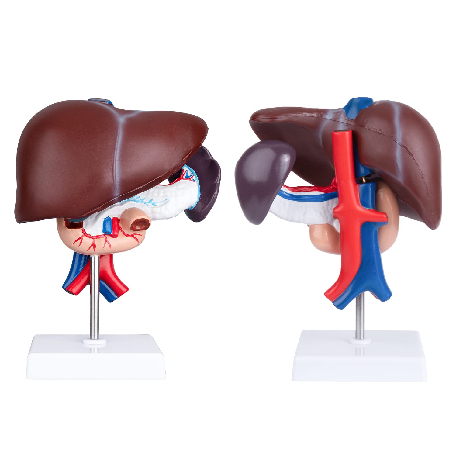 faruijie Human Liver Anatomical Model - Life Size Human Pancreas ...