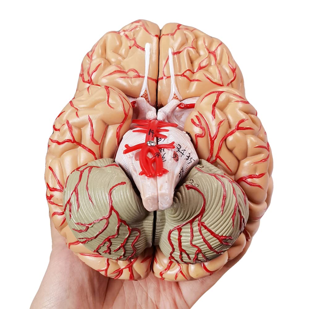 Mua HADWYN Human Brain Model Anatomy 9-Part Model of Brain Life Size ...