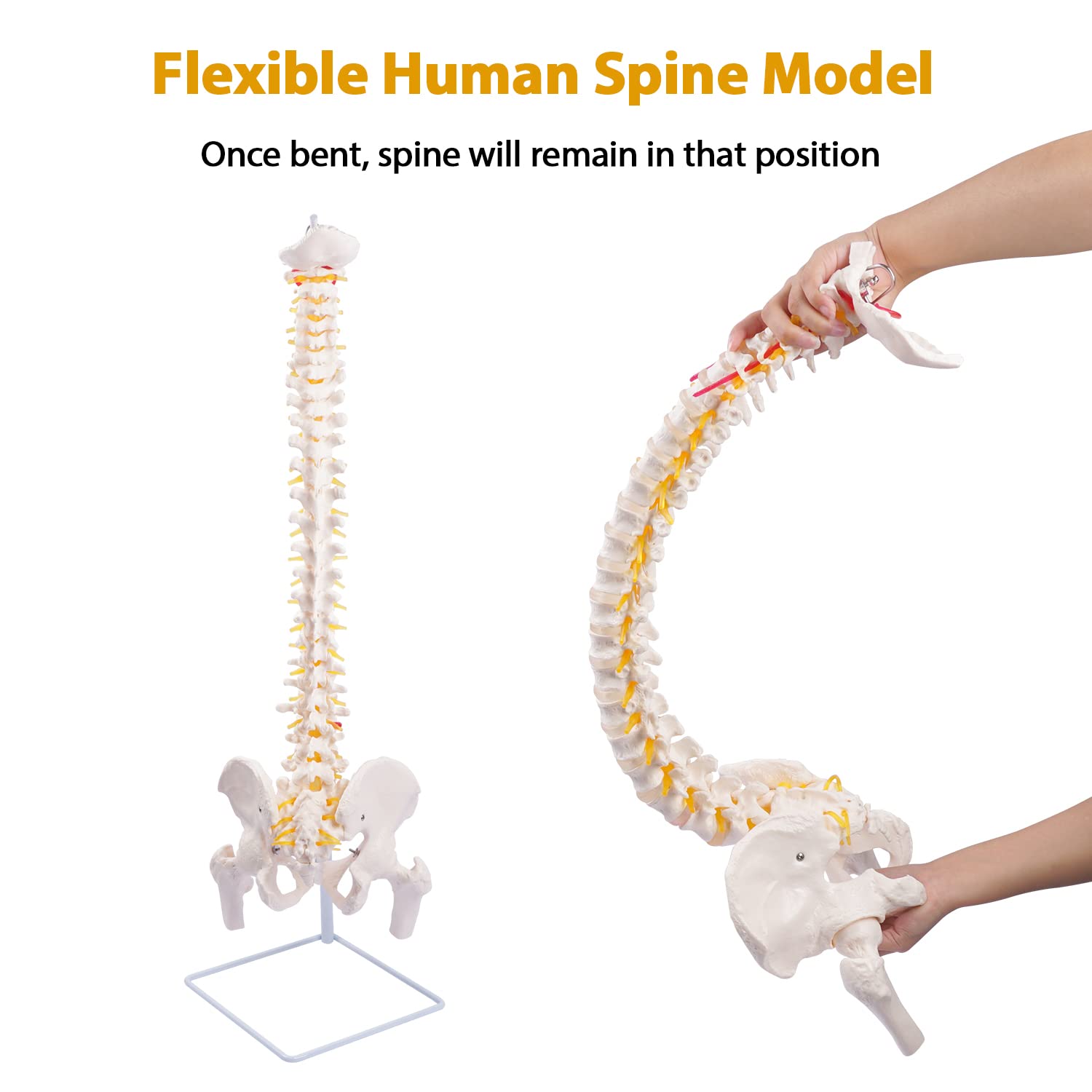 Mua breesky Spine Model, 34.6" Life Size Spinal Cord Model Flexible ...