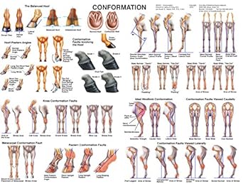 Equine Conformation Chart Horse: Science Prints: Amazon.com: Industrial ...