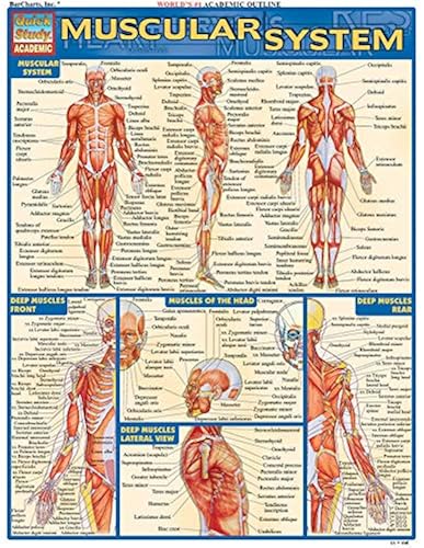 Muscular System QuickStudy Laminated Reference Chart (QuickStudy ...