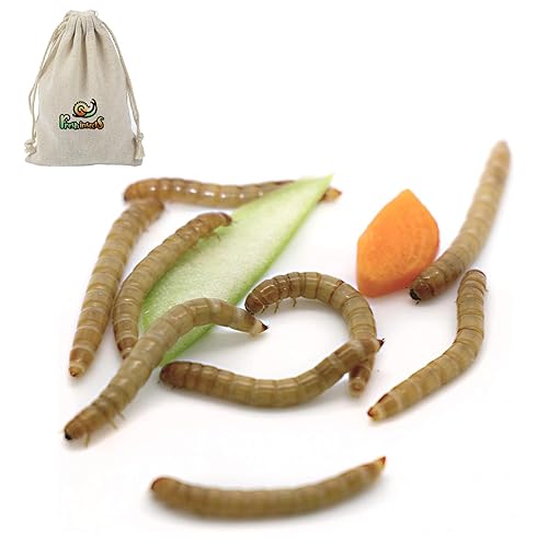 Freshinsects Live Mealworms for Reptiles, Chicken or Birds - (500 Count ...