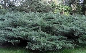 Amazon.com : Blue Pfitzer Juniper Qty 60 Live Plants Evergreen Ground ...