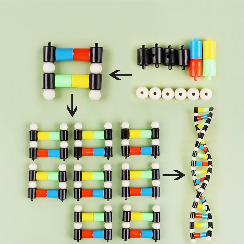 DNA Model Double Helix Structure Model DNA Double Helix Modesl Kit DNA ...