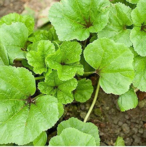 Chinese Mallow Seeds 1800+ Malva verticillata Organic Non-GMO Green ...