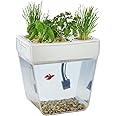 Amazon.com : Back to the Roots Water Garden,Regular : Live Indoor House ...
