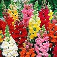 Amazon.com : Multicolor Tall Snapdragon Seed Mix 1000+ Seeds for ...