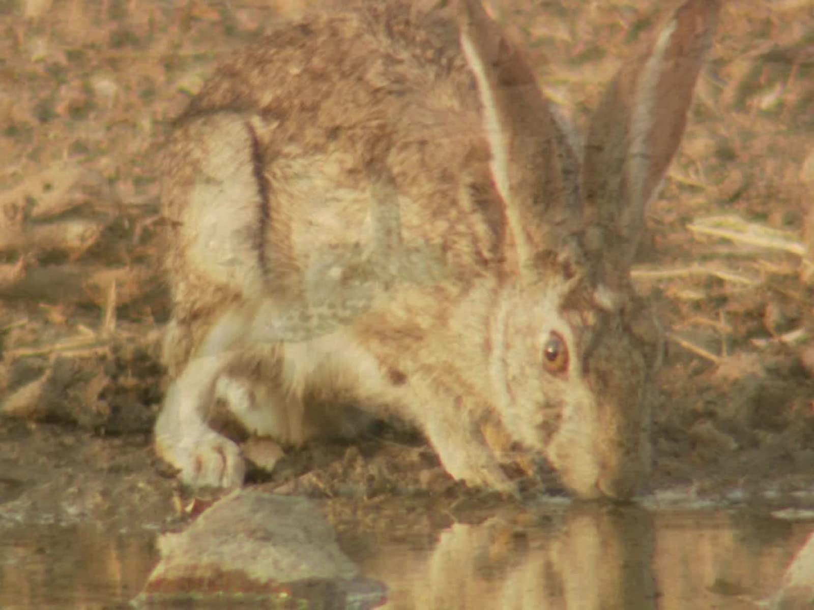 Watch Game Chasers - Season 2 | Prime Video