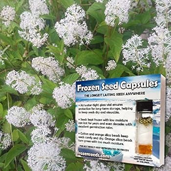 Amazon.com : Cancer Bush Seeds (Sutherlandia frutescens) 10+ Medicinal ...