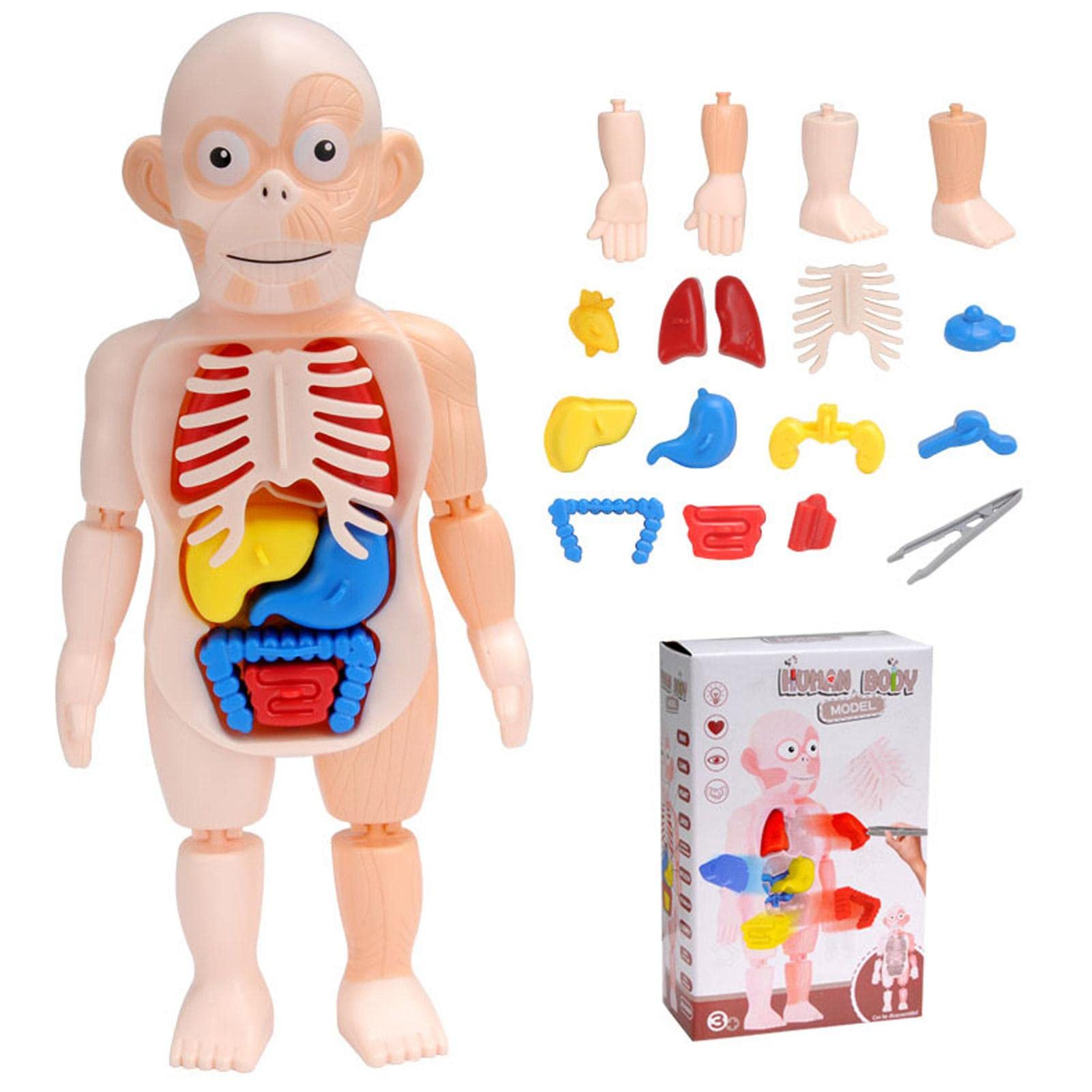 Mua Human Body Model, Toy, Anatomy Model Set, Anatomy Model Set ...