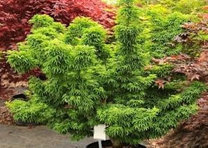 Amazon.com : Lions Mane Japanese Maple- Acer palmatum Shishigashira 2 ...
