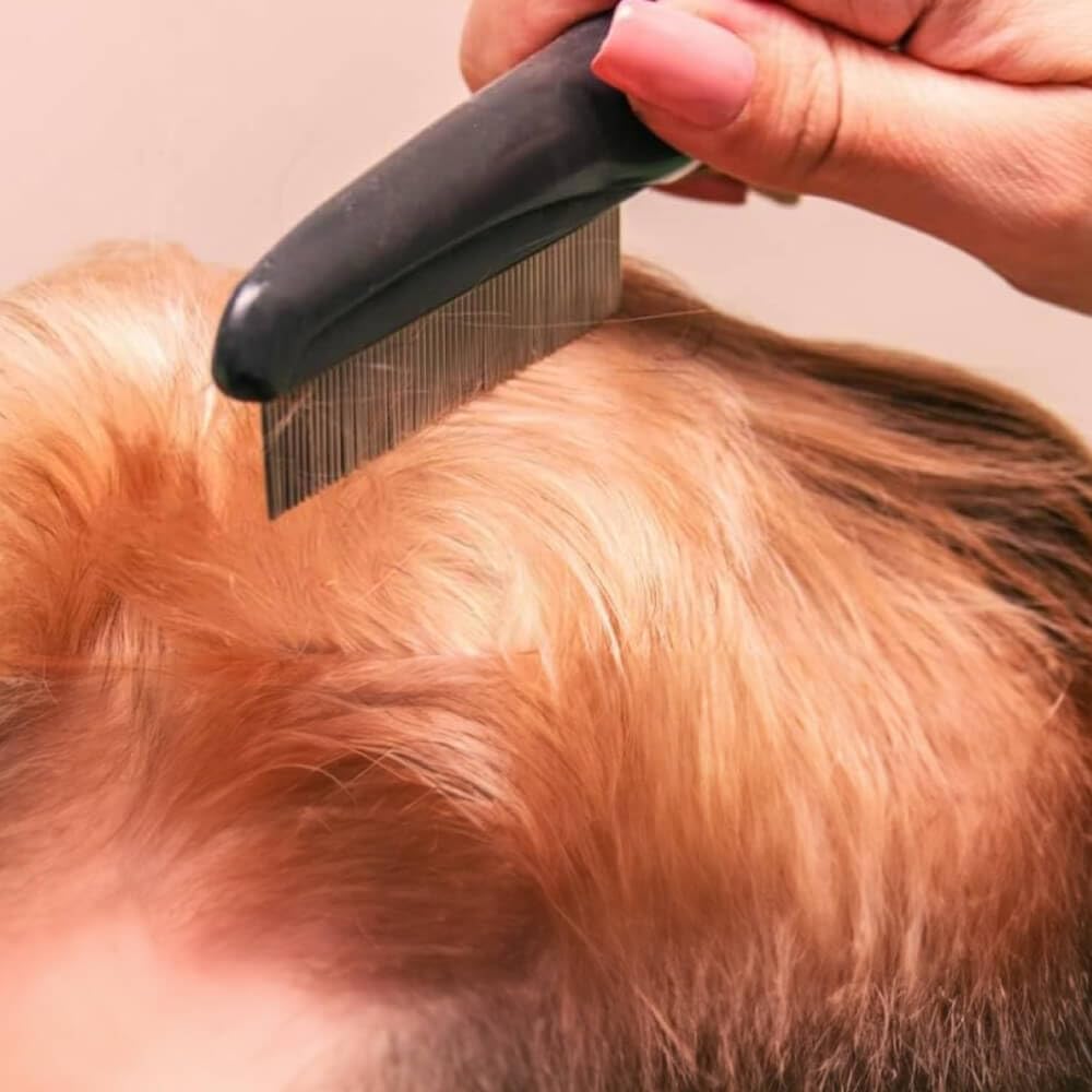 Mua Yumflan Dandruff Comb, Stainless Steel Fine Tooth Dandruff Remover ...